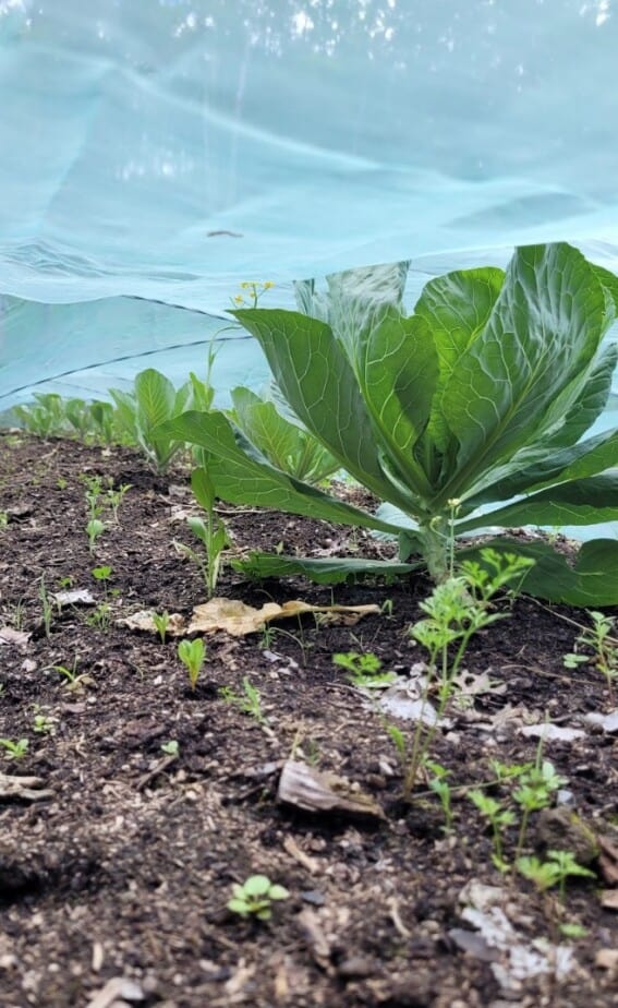 When & How to Use Compost as Mulch (For Best Results) – Food Forest Living