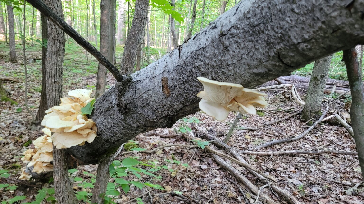 9 Best Mushrooms to Grow on Logs (From Easy to Hard) – Food Forest Living