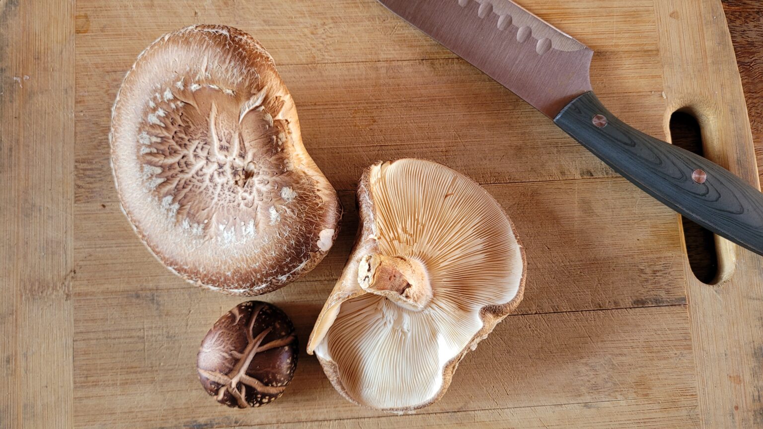 9 Best Mushrooms to Grow on Logs (From Easy to Hard) – Food Forest Living