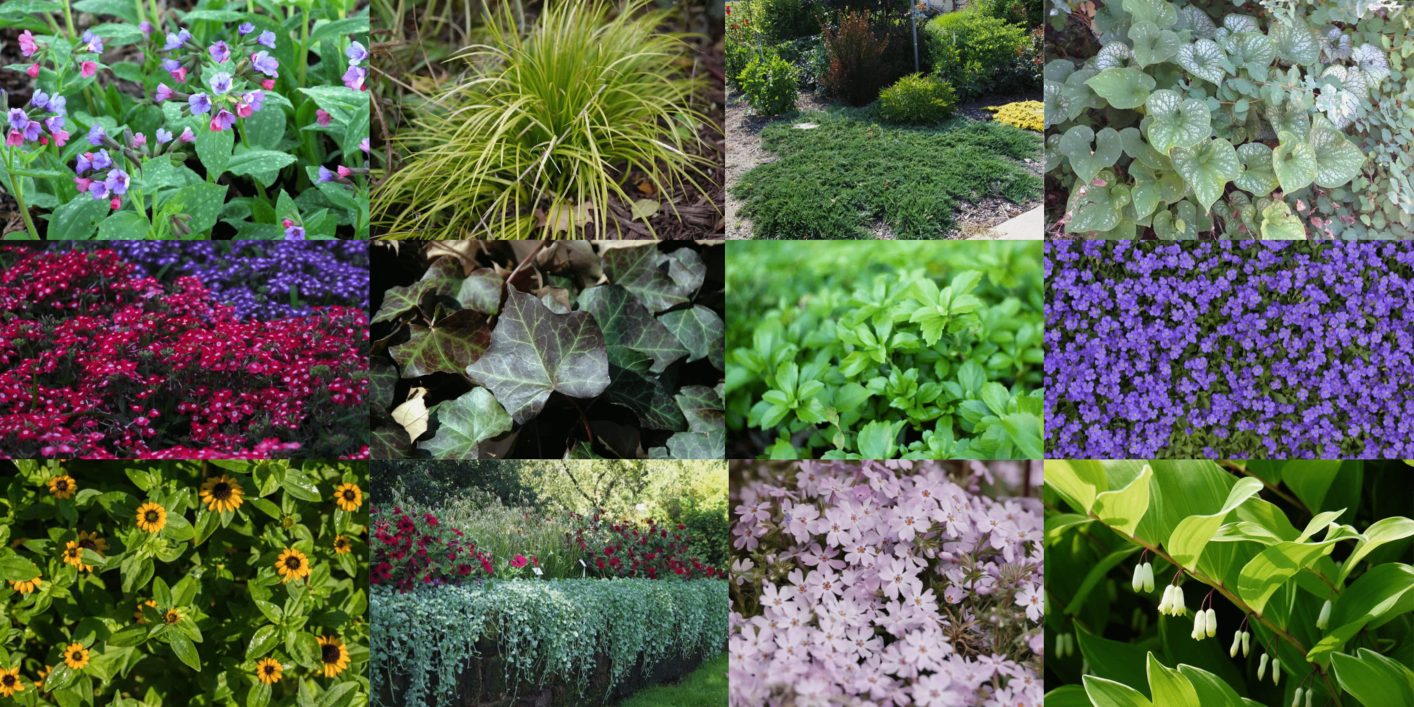 27 Easy Ground Covers For Clay Soil (Sorted Choices) – Food Forest Living